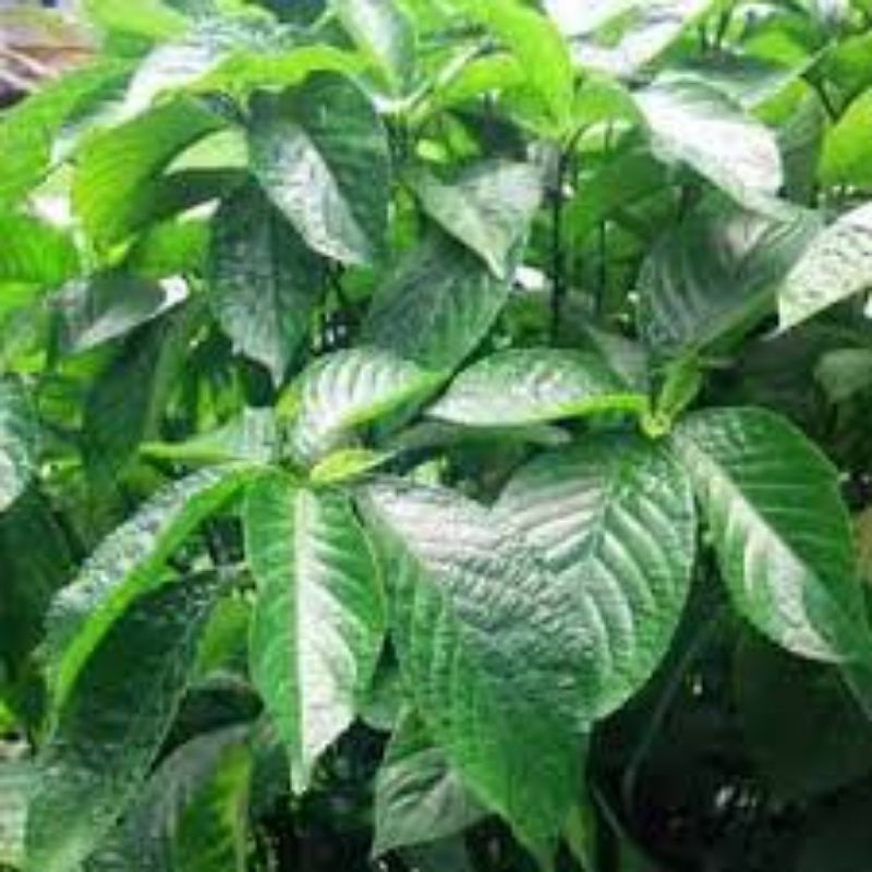 Daun Beling@Pecah Kaca (60helai) | Shopee Malaysia