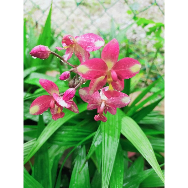 Orkid Pinang ready stock. | Shopee Malaysia