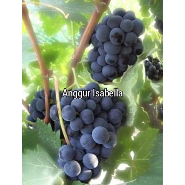 ANGGUR ISABELLA (Anak Pokok stabil) | Shopee Malaysia