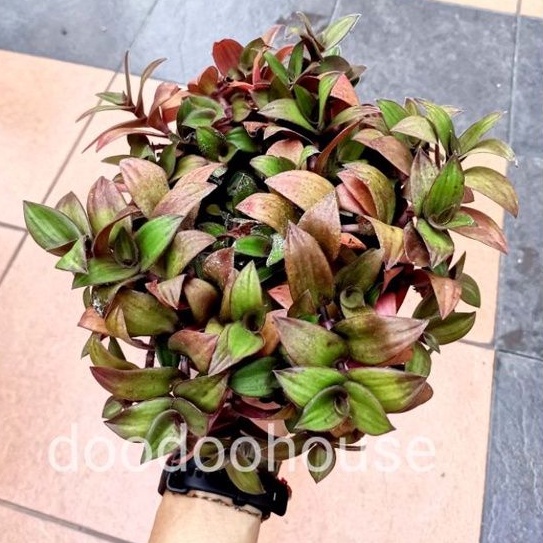 🌟RS🌟(BUY 1 FREE 1)Telinga Kera LIVE PLANT / Pokok Ubat / 水龟草药 中药 ...