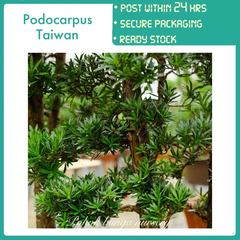 PBN - podocarpus Taiwan - pokok bunga nursery bonsai mudah dijaga ...