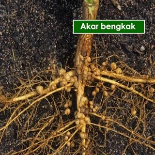 Fungicides, premium Plant Fungicide, special drugs for fungi and ...