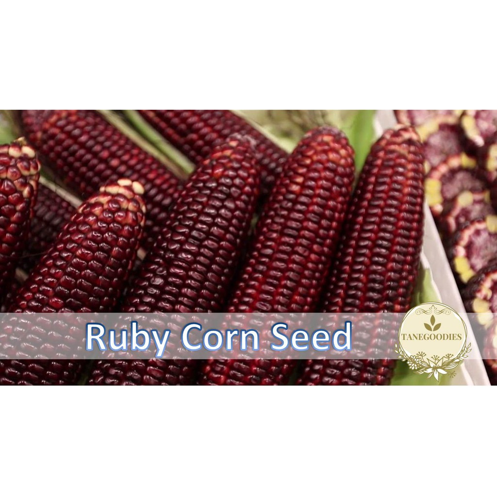 20pcs Seed Sweet Ruby Red Corn Rare Benih Jagung Manis Merah甜红玛瑙玉米 ...