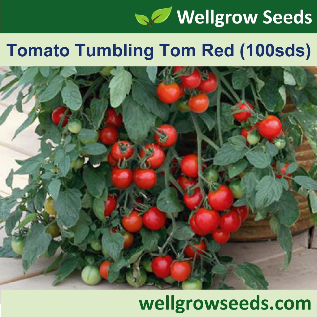 Tomato Tumbling Tom Red (100sds) 牵引小番茄：汤姆系列（红色） Determinate Vegetable ...