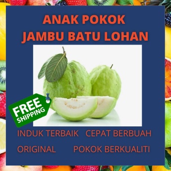 Anak Pokok Jambu Batu Lohan ( CEPAT BERBUAH ) - abby nursery | Shopee ...