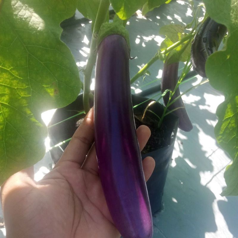 Ready stok Fresh From Farm Terung Mini (100g-150g sebiji) 1KG /pack ...