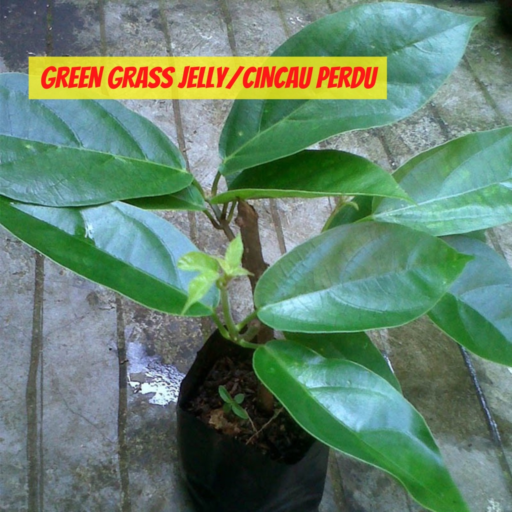 Cincau Hijau Perdu/ Green Grass Jelly (Premna Oblongifobia) – Pokok ...