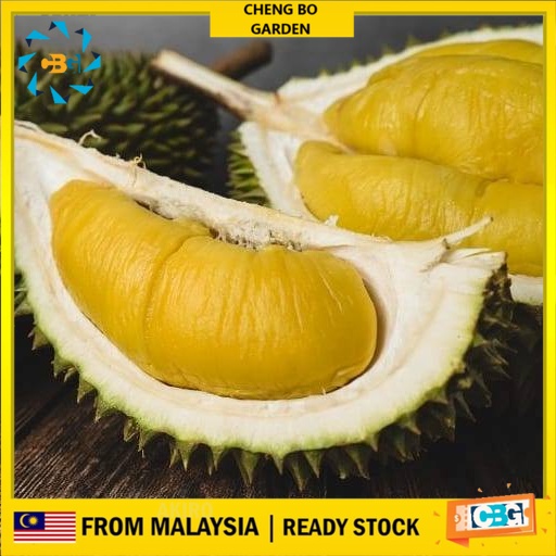 Anak Pokok Durian D196 Simpang Permata Pokok Import Dari Thailand ...