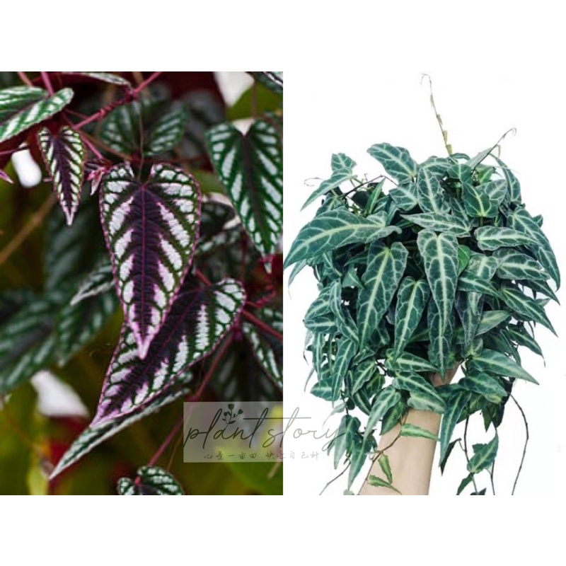 🌱Hanging Plant🌱 Cissus Amazonica 🌱 Cissus Discolor🌱 Rex Begonia Vine🌱 ...