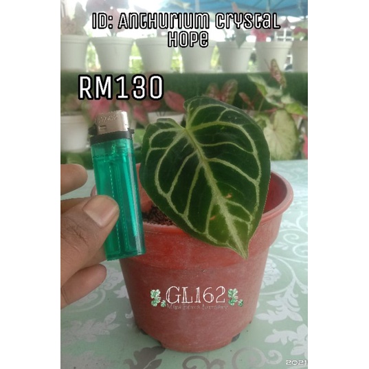 ANTHURIUM CRYSTAL HOPE | Shopee Malaysia