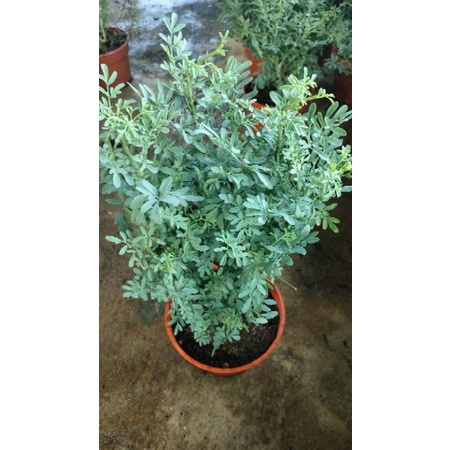 Pokok Busuk / Pokok Garuda 🌱 Rimbun / pokok HARBS | Shopee Malaysia