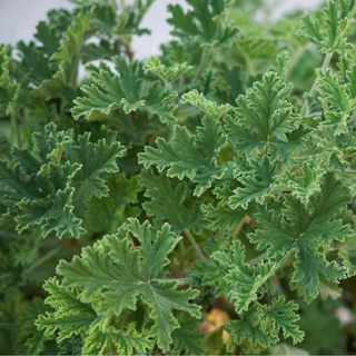 [Paling Horticulture Sdn Bhd] Pokok Halau Nyamuk | Mosquito Repellent ...