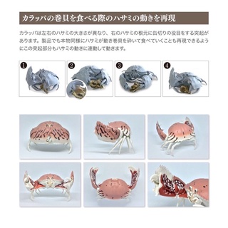 Bandai Gashapon Pink Spotted Flower Crab Calappa Lophos Realistic ...
