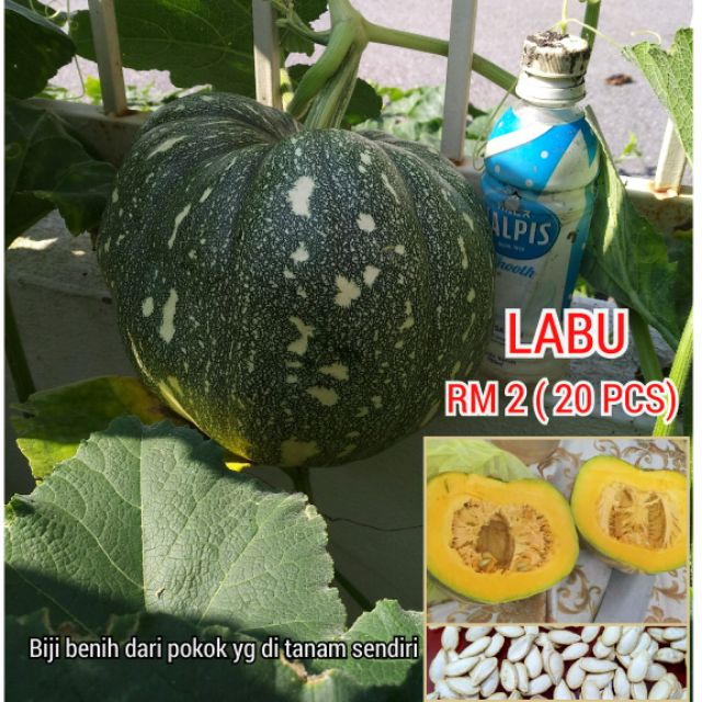 BIJI BENIH LABU / BUAH LABU MANIS | Shopee Malaysia