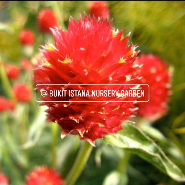 (RARE) 75 - 100 pcs @ 1gm Benih Bunga Butang Warna Merah / Globe ...