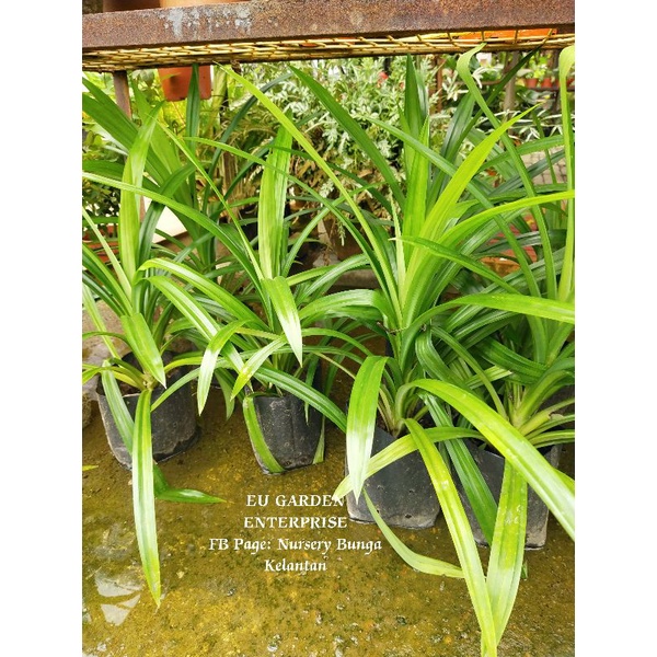 Pokok Pandan ( Pandanus amaryllifolius ) | Shopee Malaysia