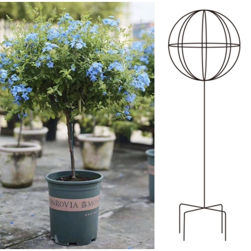 🇲🇾Ready Stock🇲🇾Pokok Bunga Plumbago Trellis Sokongan Membentuk Bongsai ...
