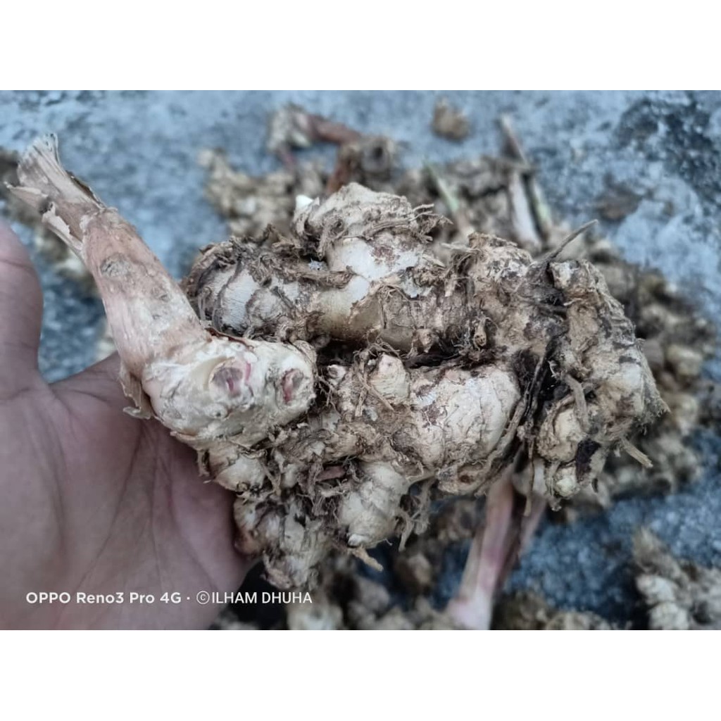 UBI / HALIA HUTAN / HALIA HITAM / BENIH LEMPOYANG | Shopee Malaysia