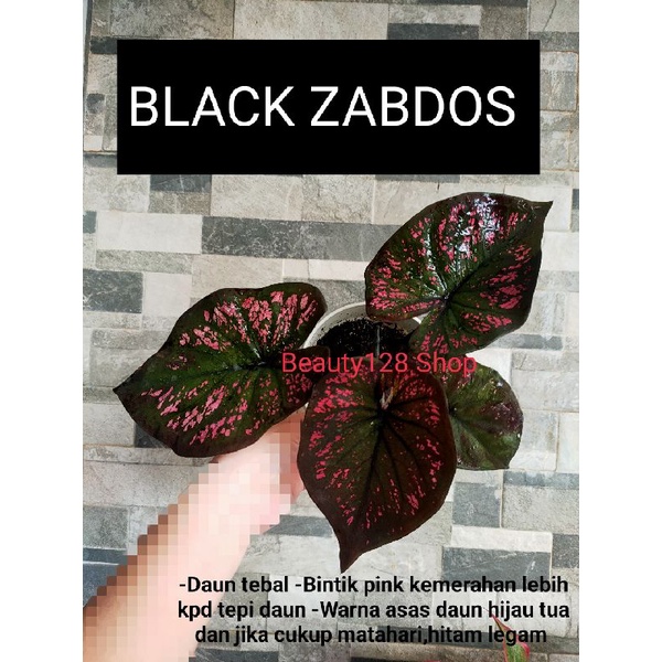 KELADI HITAM BLACK ZABDOS ZAPDOS ZAPDO ZABDO CALADIUM NEW DARTH MAUL DM ...