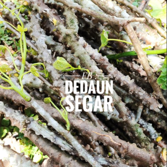 Pokok Patawali / Akar Seruntun ( 5 Keratan Batang Saiz A4 ) | Shopee ...