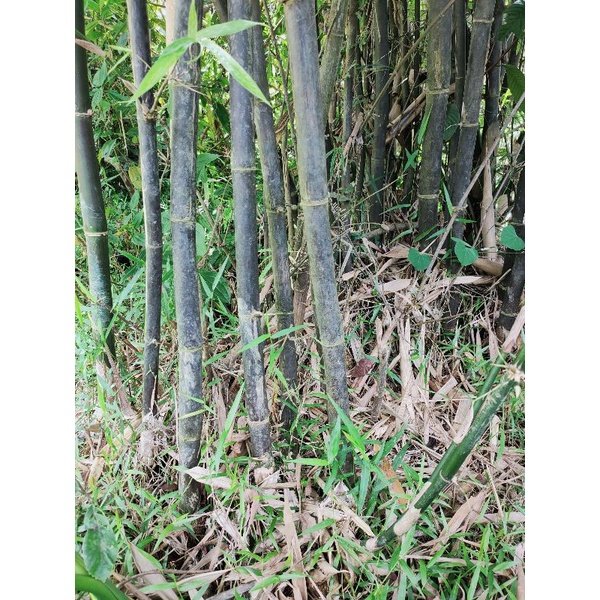 Buluh Hitam Asli Warisan | Shopee Malaysia