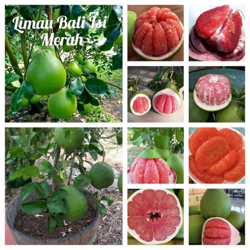 Limau Bali Isi Merah Masam Manis | Shopee Malaysia