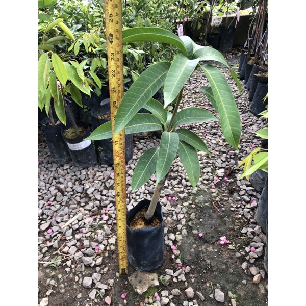 PBN - anak pokok mangga epal - pokok bunga nursery mango apple cepat ...