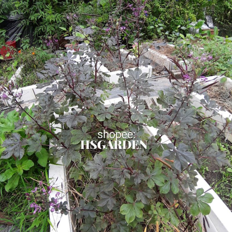 BOLEH DIMAKAN • 100 biji benih Maman Merah • Rare Seeds • Edible ...