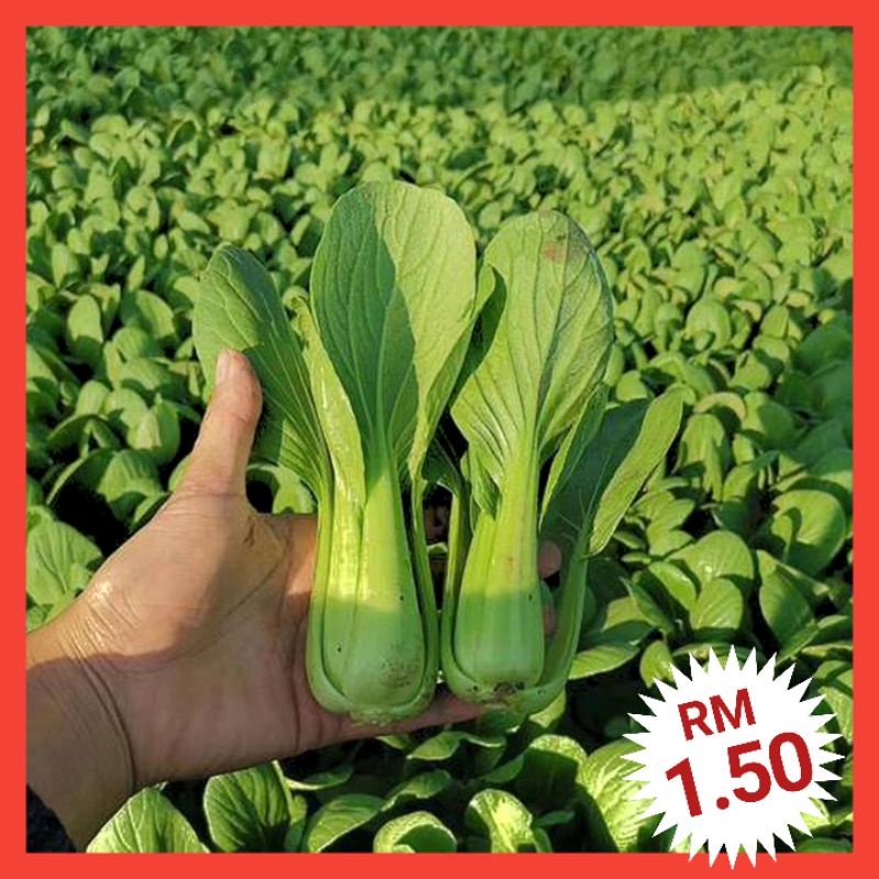 L38 Benih Suzhou Choi Sum （300+/-⬆）/ Suzhou Choi Sum Seeds / 苏州青种子 / 菜心 ...