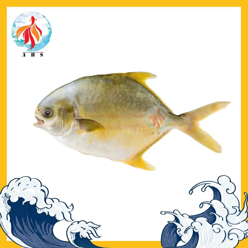 Gold Pomfret 金鲳鱼 (Frozen) Allo Ha Seafood | Shopee Malaysia