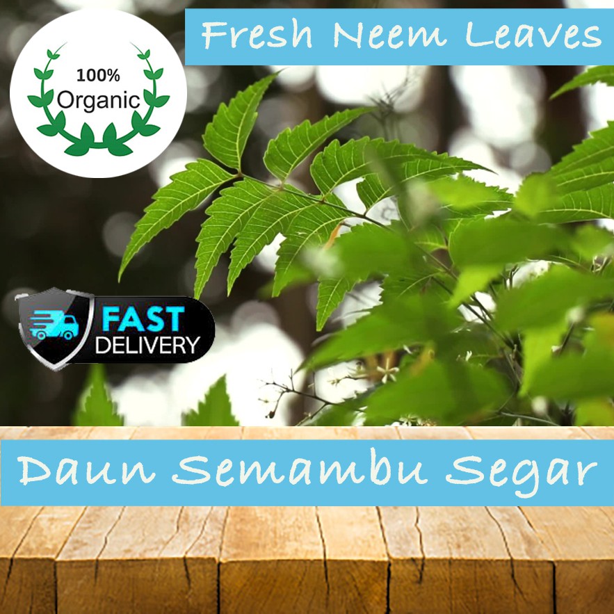 Daun Semambu / Mambu / Mamu / Fresh Neem leaves / Azadirachta Indica ...
