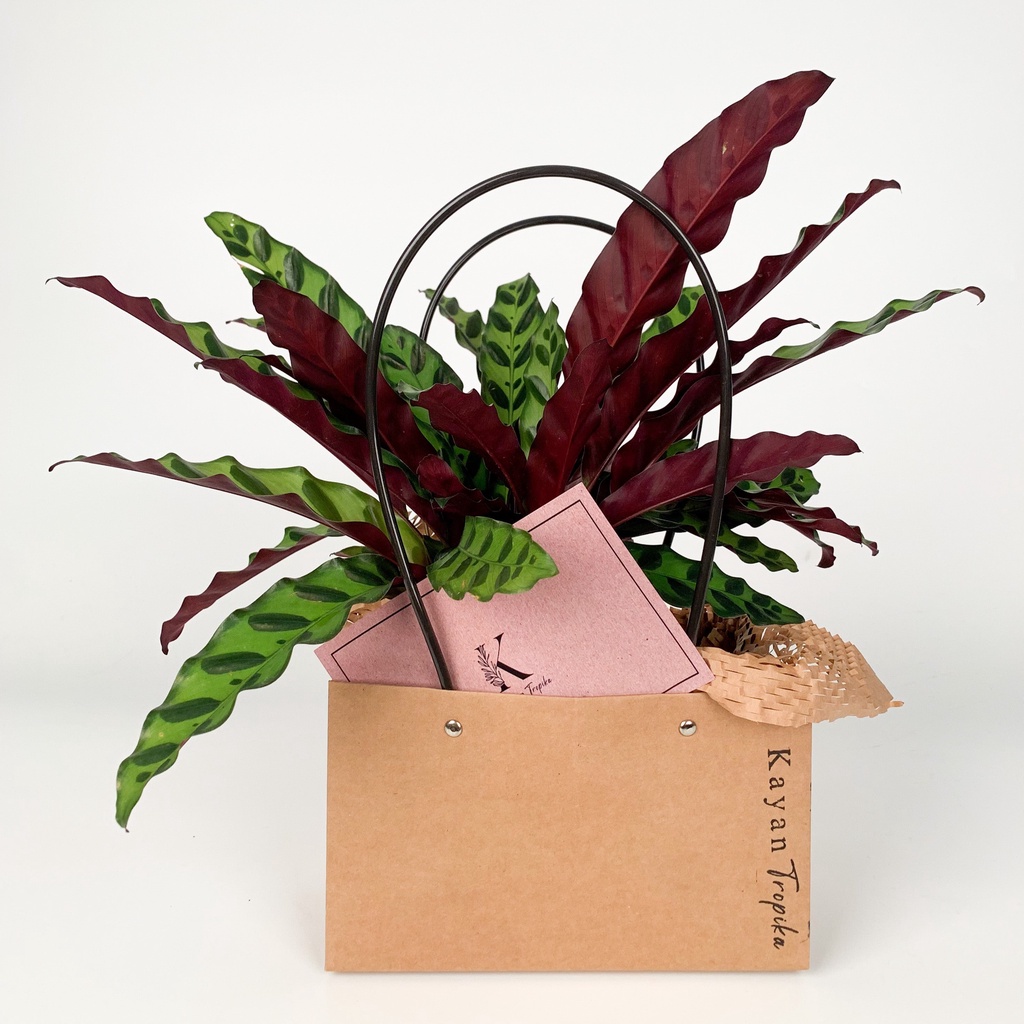 Kayan Tropika Rattlesnake Plant CALATHEA LANCIFOLIA Pokok indoor indoor ...