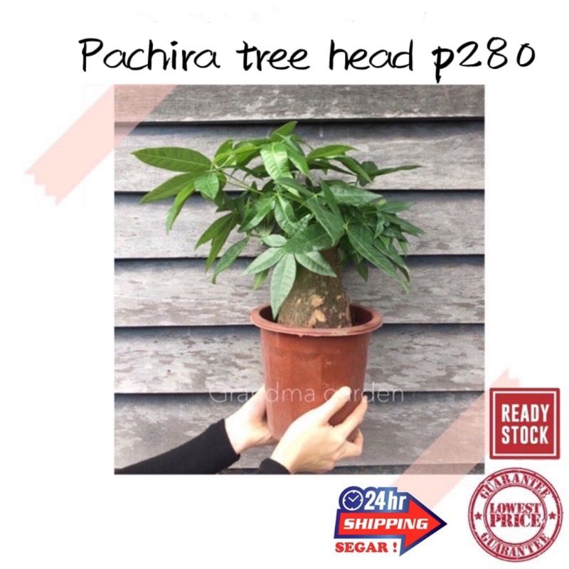 (GG real plant)pachira tree head p280 ^ Pokok hidup hiasan rumah ...