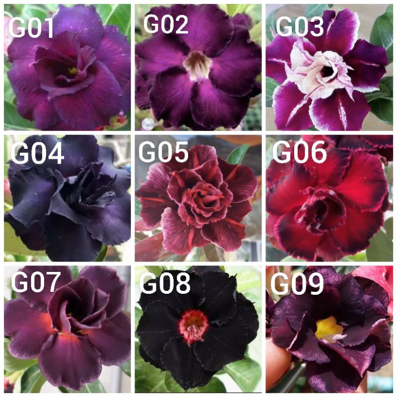 Adenium Obesum Seeds (Rare Collections) | Shopee Malaysia