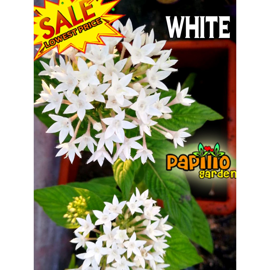 [Ready Stock] Anak Pokok Star Cluster Pentas lanceolata lucky star ...