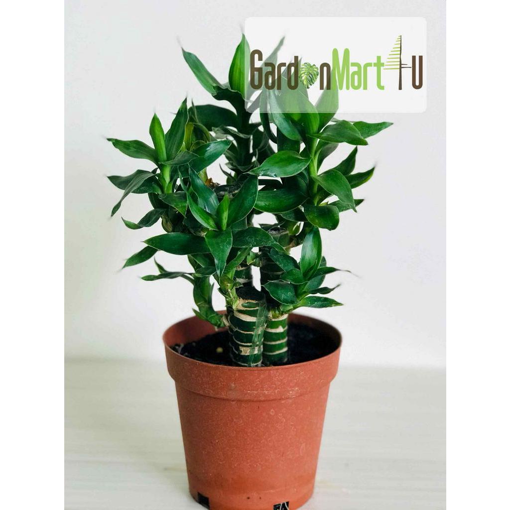 Lotus Bamboo Live Plant Pokok Daun Buluh 富貴竹 观音竹 | Shopee Malaysia