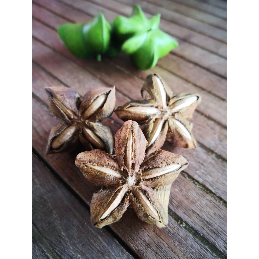 Benih Pokok Sacha Inchi Gred AAA Sacha Inchi Seed High Quality High ...