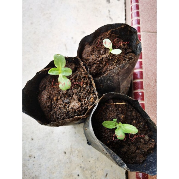 Sunflower baby plant/Pokok kecil bunga matahari/太阳花树苗 | Shopee Malaysia