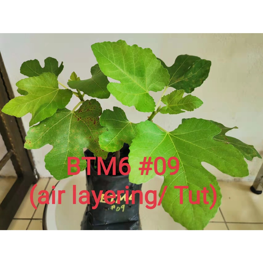 Pokok Tin / Fig Tree / BTM6 / Tut | Shopee Malaysia