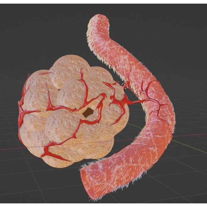 TUMOR ANGIOGENESIS 3D MODEL [FBX, BLENDER] | Shopee Malaysia