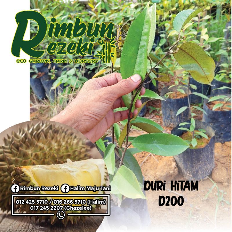 Pokok Durian Duri Hitam / ochee D200 (pokok kahwin 1kaki +/-) | Shopee Malaysia