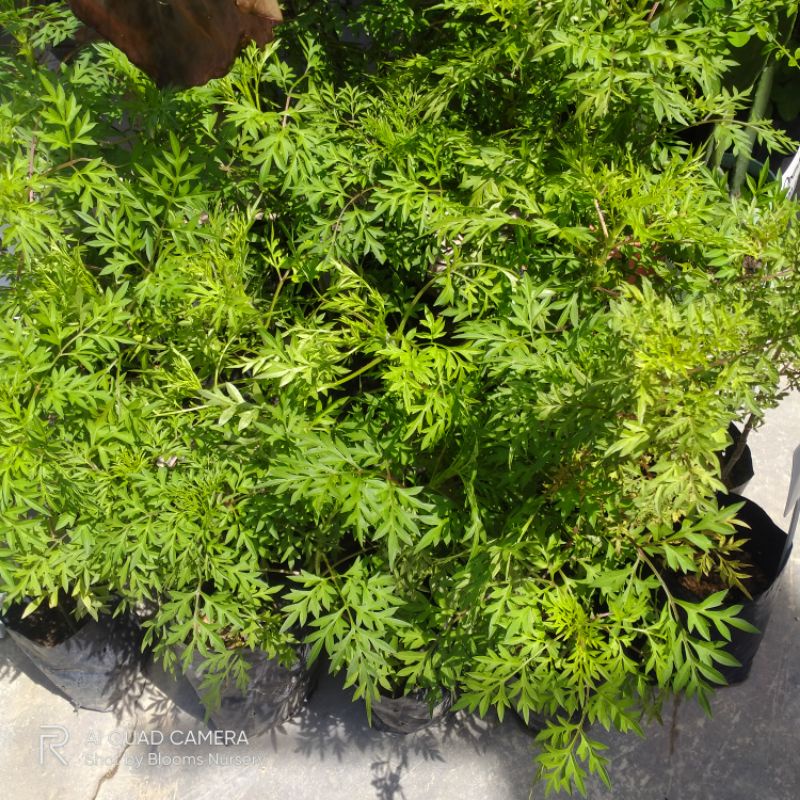 Ulam Raja Live Plant | Pokok Hidup | Shopee Malaysia