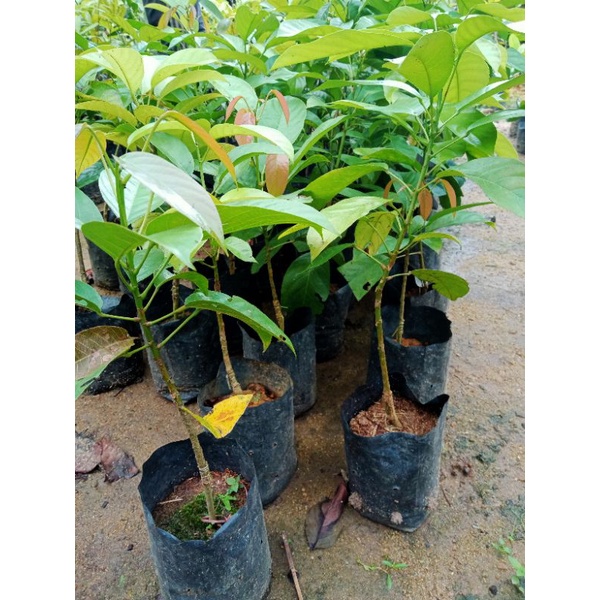 Pokok Tampoi Kahwin / Ngeke | Shopee Malaysia