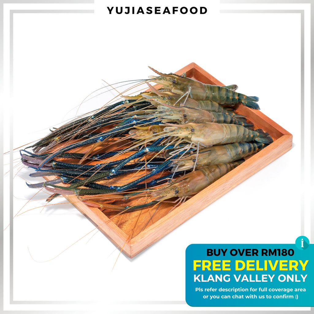 [KL&SGR SAHAJA] 1kg Udang Galah Saiz U10 / Scampi Giant Freshwater ...