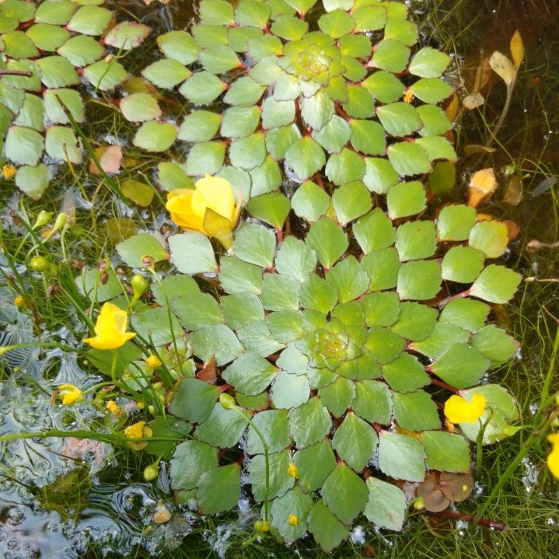 [🔥LIMITED!!🔥]Pokok air LUDWIGIA SEDOIDES floating/hiasan ternakan ...