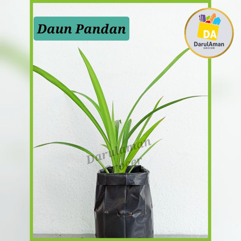 Pokok Daun Pandan Wangi (Anak Pokok)lebih aroma/species daun kecil ...