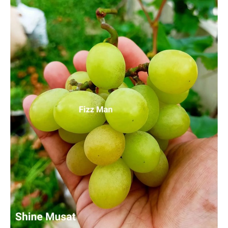 Anak Pokok Anggur (Shine Muscat) | Shopee Malaysia
