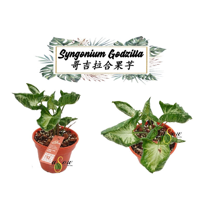 [LIVE PLANT] Syngonium Godzilla 哥吉拉合果芋 | Shopee Malaysia