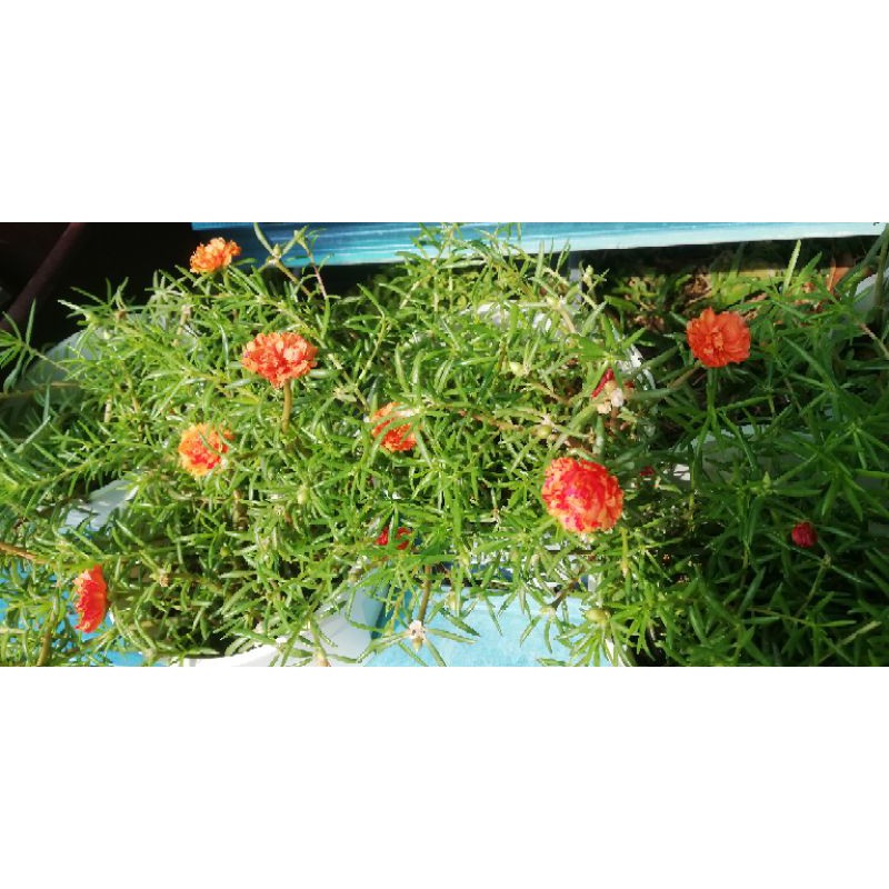 pokok pagi jepun + pasu plastic warna oren +merah | Shopee Malaysia