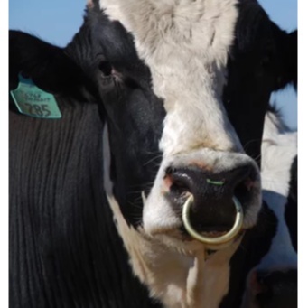 [READY STOCK]Cattle Nose Ring Cattle traction ring Large Circle ...